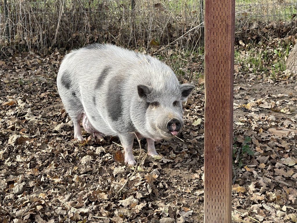 Definitive Guide To Vietnamese Pot-bellied Pig Facts, Habitat ...