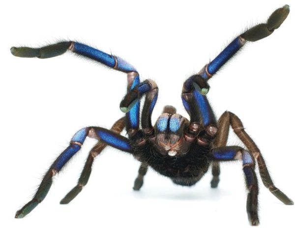 Discover The Electric Blue Tarantula: Thailand's Newest And Rarest ...