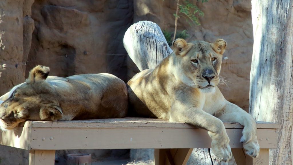 African Lions Rising At Dawn - Zoos - USA - Arizona - Reid Park Zoo ...