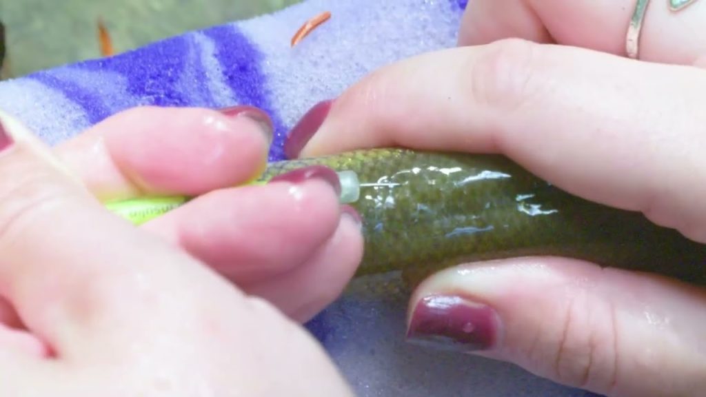 Why We're Studying How Fish Move Through Streams? - Tennessee Aquarium ...