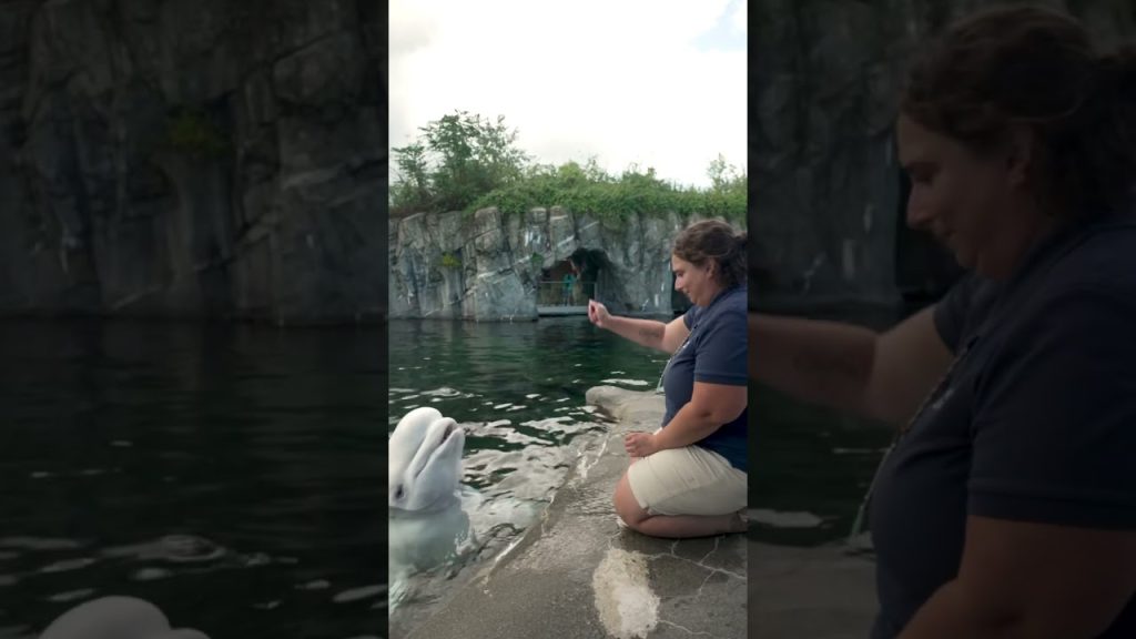 Beluga Whales Can Swim Backward - Fun Fact! - Mystic Aquarium Zoo Guide