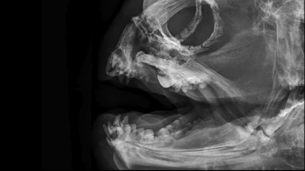 Amazing Bones At Alaska SeaLife Center: Wolf Eel Skeleton - Zoos - USA ...