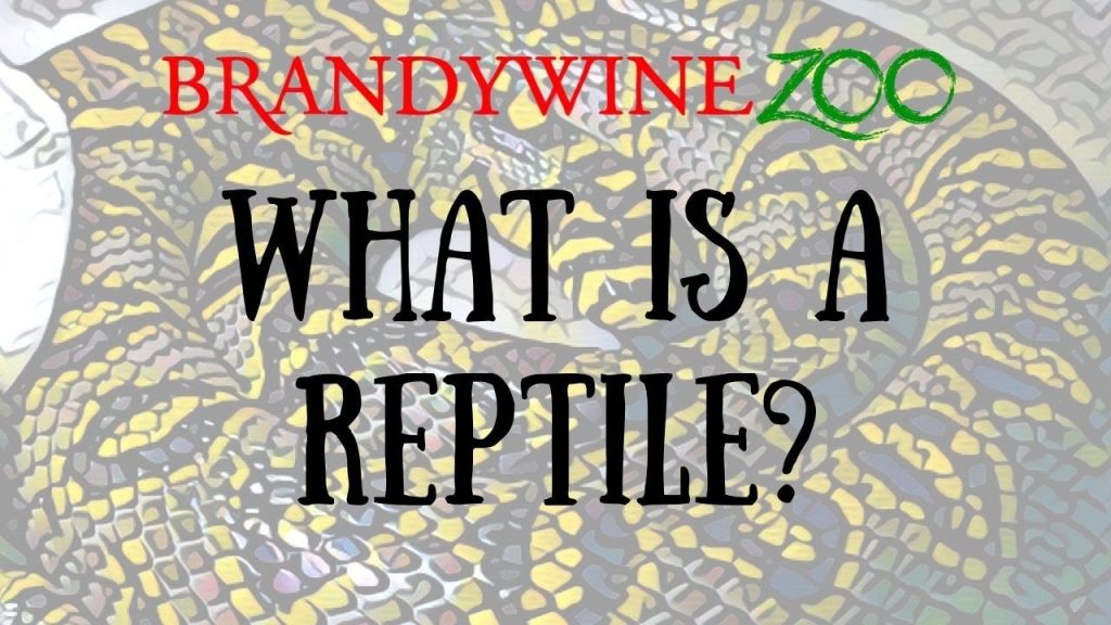 What Is A Reptile? - Brandywine Zoo Zoo Guide