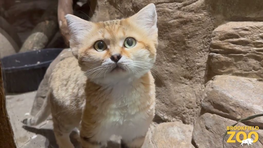 New Sand Cat At Brookfield Zoo! - Brookfield Zoo Zoo Guide