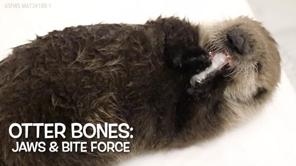 Sea Otter Bones PT 2: Skull & Jaw Strength - Zoos - USA - Alaska ...