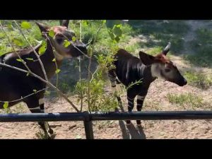 Oct 18: World Okapi Day - Zoos - USA - Texas - Houston Zoo Zoo Guide