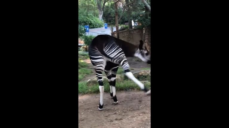 World Okapi Day - Zoos - USA - California - Los Angeles Zoo Zoo Guide