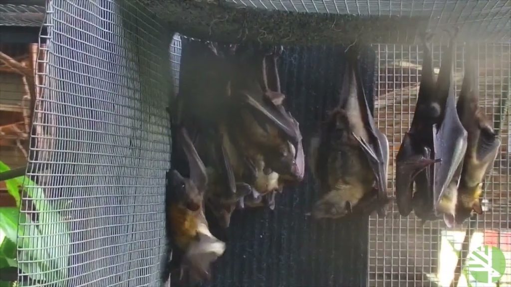 Straw-Coloured Fruit Bats 🦇 LIVE Watching - Toronto Zoo Zoo Guide