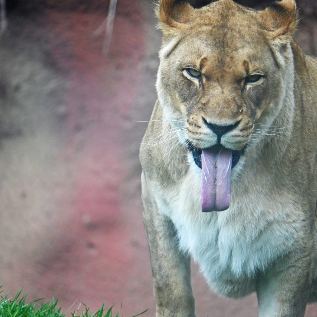 Happy Lioness Lizzy - Steve Dunham's Credit - Peoria Zoo Zoo Guide