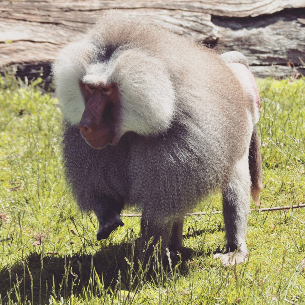 Happy Birthday Martjin! This Handsome Baboon Always Looks Joyful ...