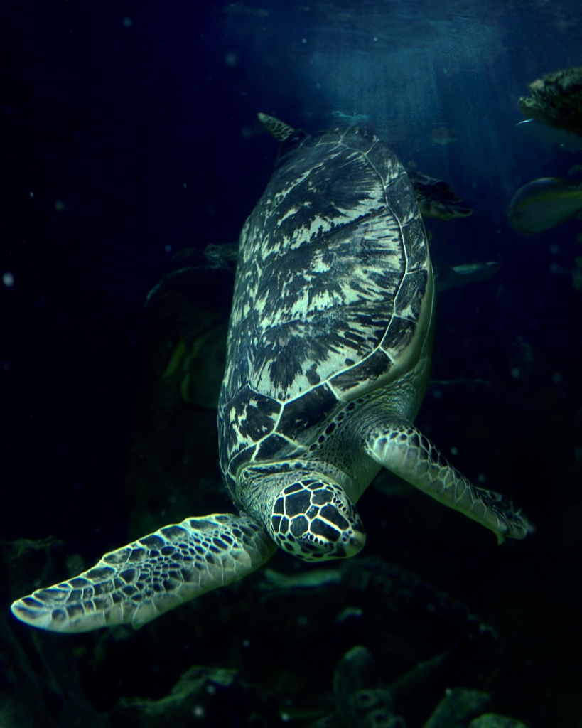Turtle Fact: Did You Know Turtles Roam Earth For Over 20 Years? - SEA ...