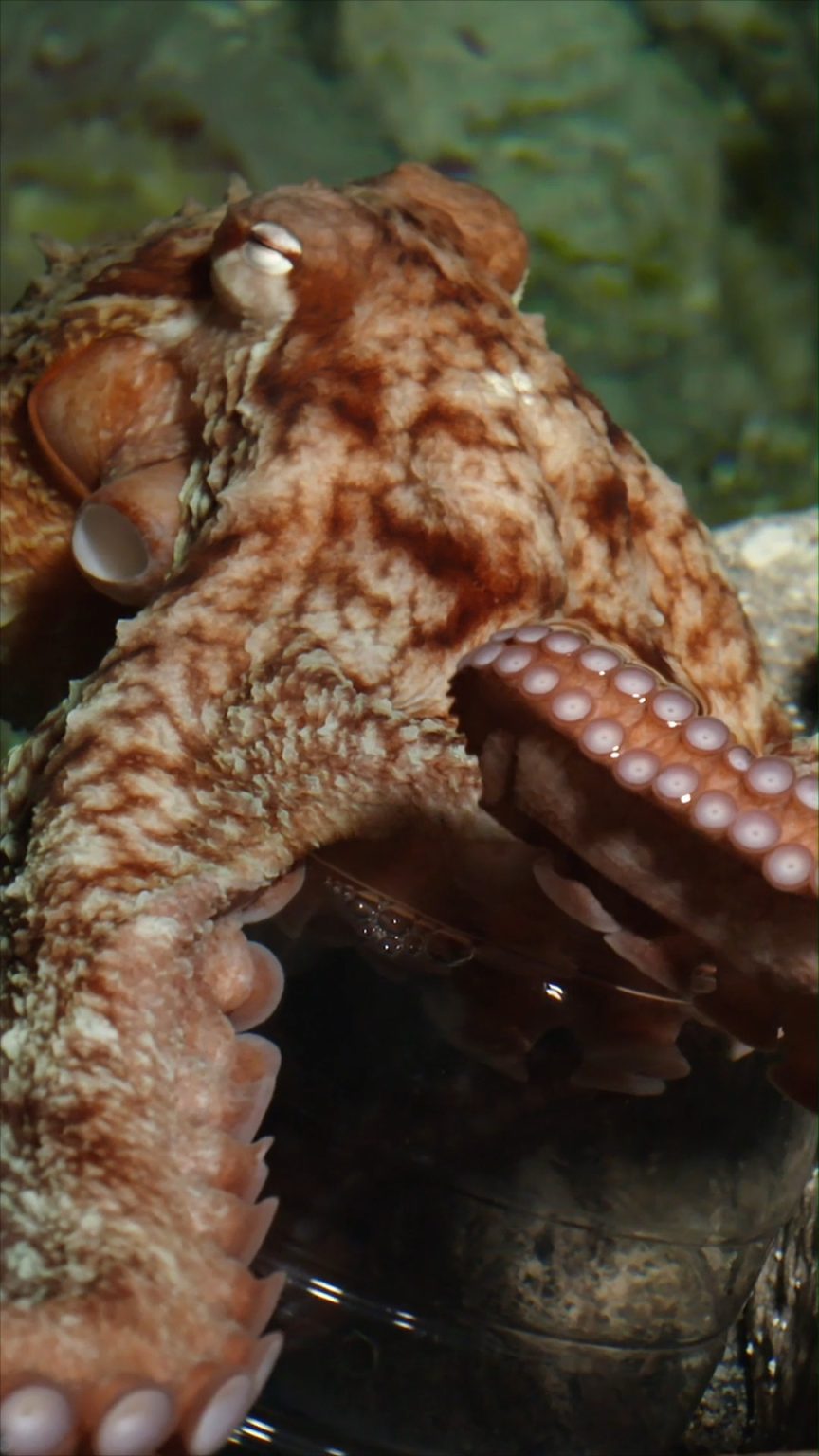 Giant Pacific Octopuses: Fascinating Cephalopods! - Zoo Guide