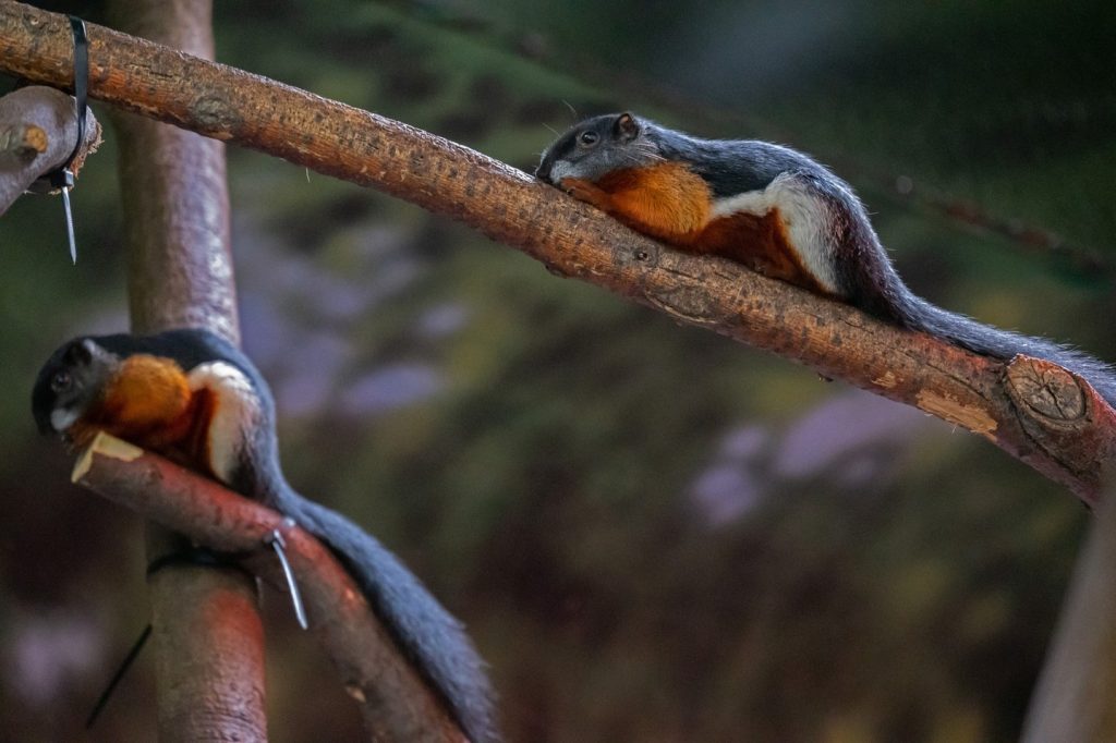 Did You Know? October At The Zoo: Home To Two Prevost's Squirrels ...