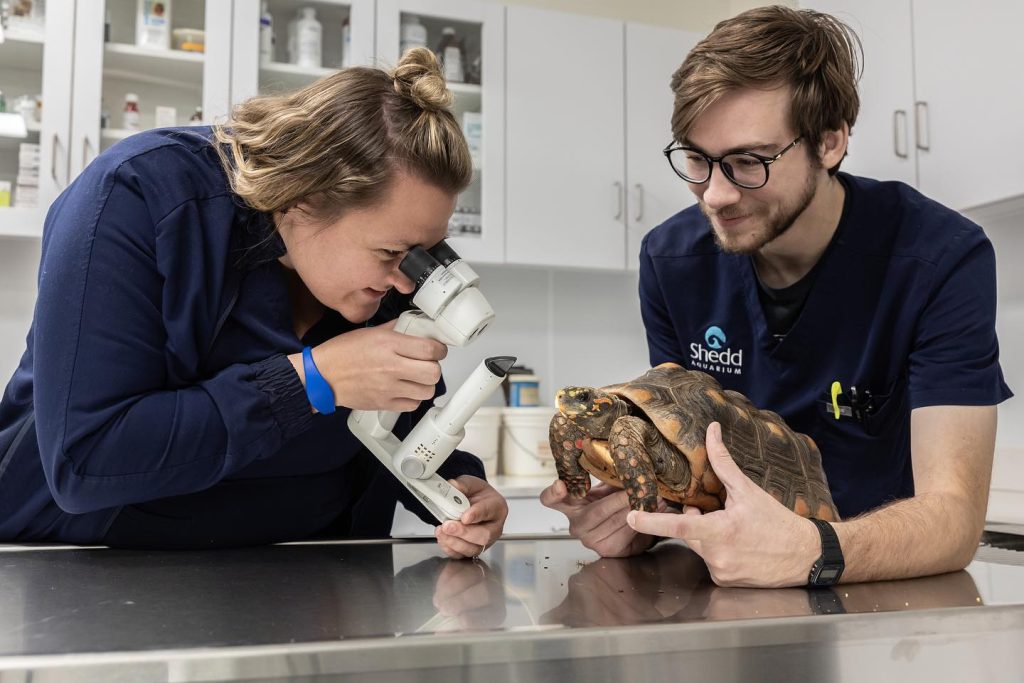 Celebrating The Unsung Heroes: Shedd Aquarium's Veterinary Technicians ...