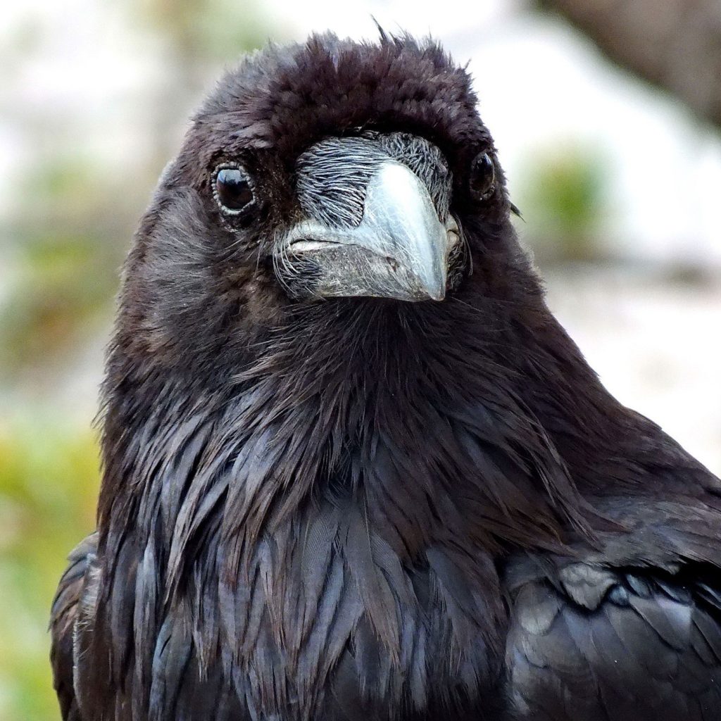 Ravens, Poe's Inspirational Birds - Zoo Guide