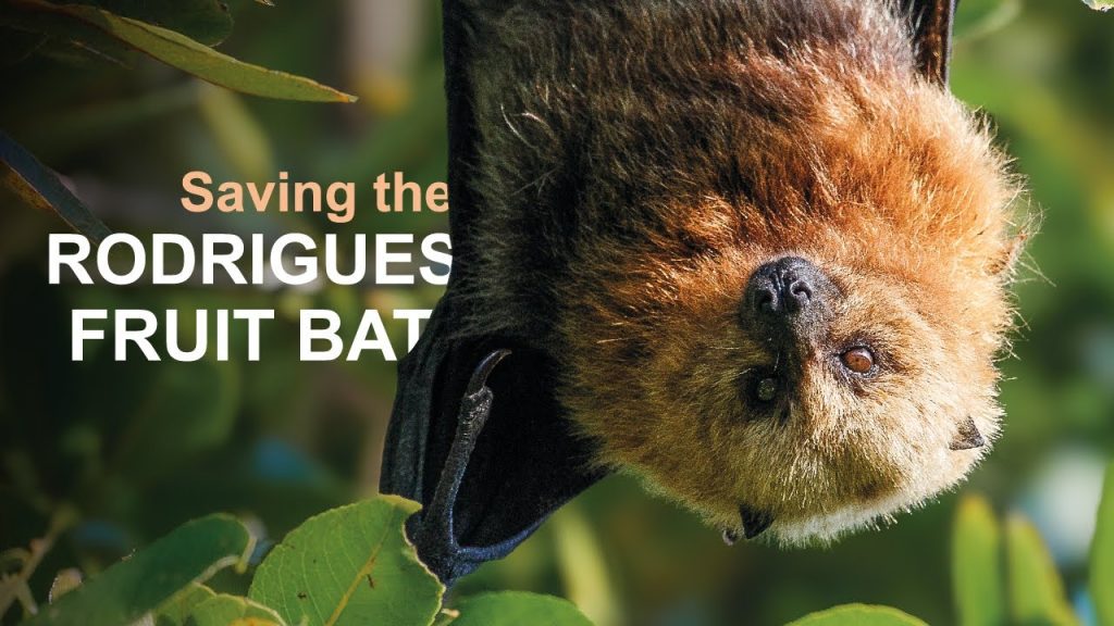 Saving The Rodrigues Fruit Bat - Zoos - USA - California - Santa ...