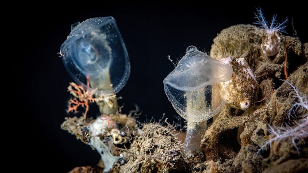 Monterey Bay Aquarium's Into The Deep: Recreating The Deep Sea ...
