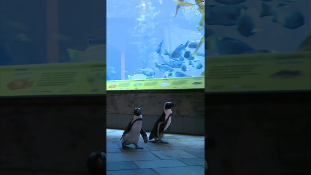 Penguin Waddle - Monterey Bay Aquarium Zoo Guide