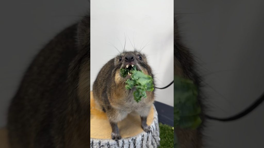 Rizzo: Munching Machine! - Zoos - USA - Texas - San Antonio Zoo Zoo Guide