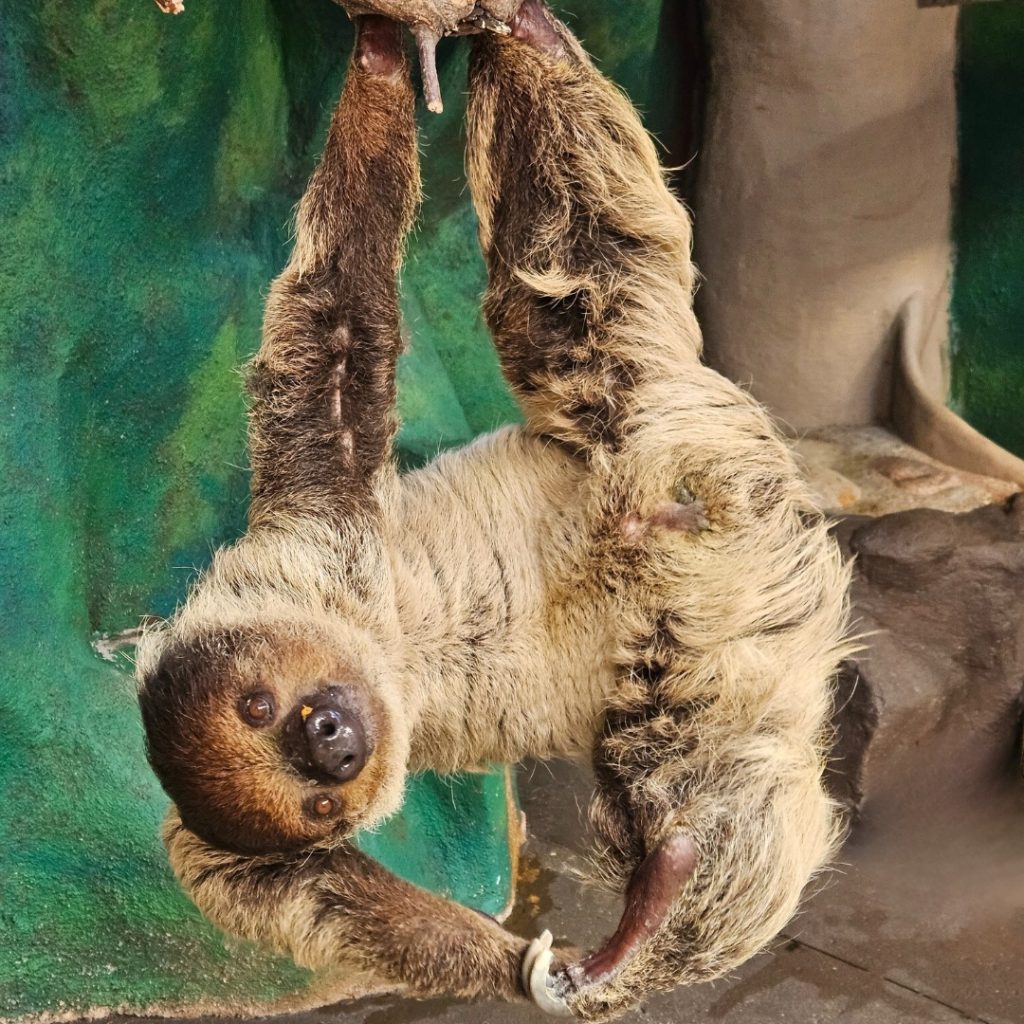 Beat Midweek Blues With Marvin The Sloth - Red River Zoo Zoo Guide
