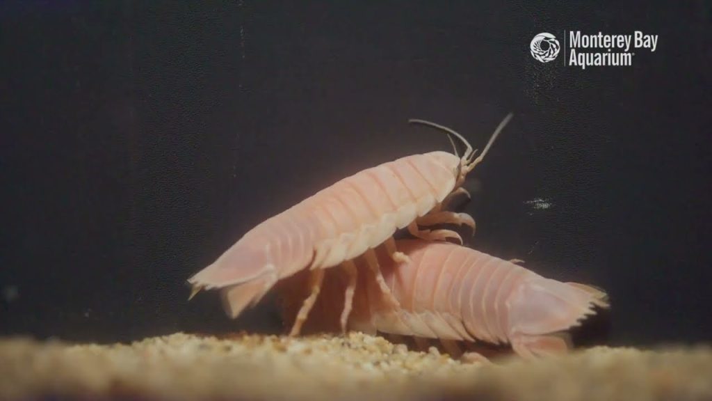 Giant Japanese Isopods | Critter Corner - Monterey Bay Aquarium Zoo Guide