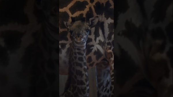 Cute Baby Giraffe Neck Rolls - Zoo Guide