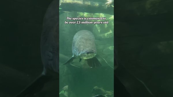 Aquarium's Giant Air-Breathing Fish - Loveland Living Planet Aquarium ...