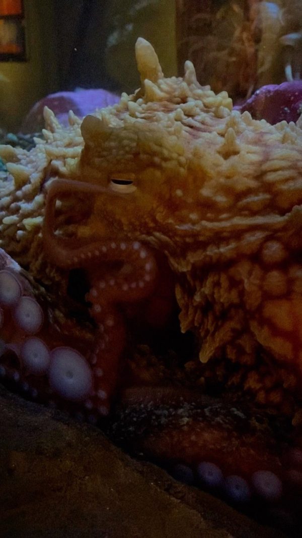 Say Cheese! Meet Our New Resident Giant Pacific Octopus - Seattle ...