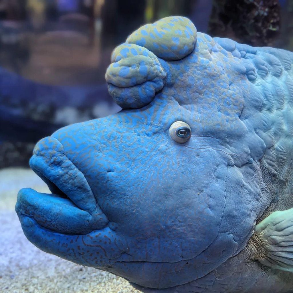 Napoleon Wrasse: One Of The Largest Reef Fish - Zoos - USA - Texas ...