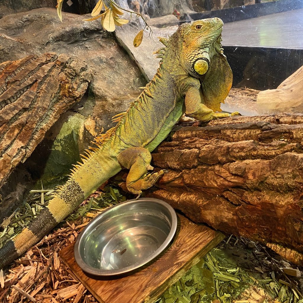 Kuzco: The Regal Lizard - Zoo Montana Zoo Guide