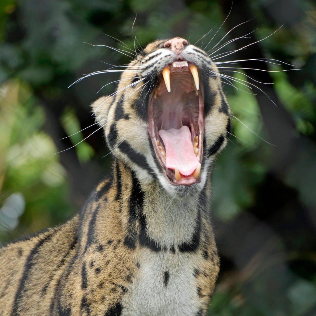 Clouded Leopard: Guess The Tooth Answer - Zoos - USA - Colorado - Denver Zoo Zoo Guide