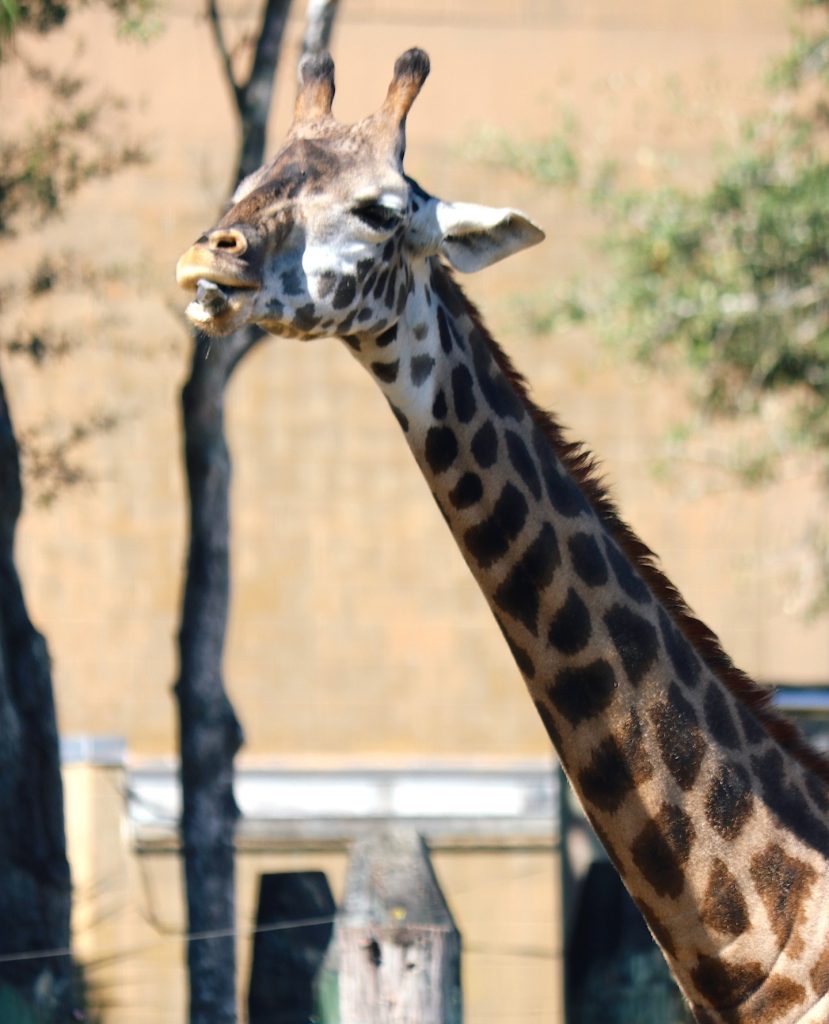 Giraffe's Long Neck Distinction - Zoo Guide