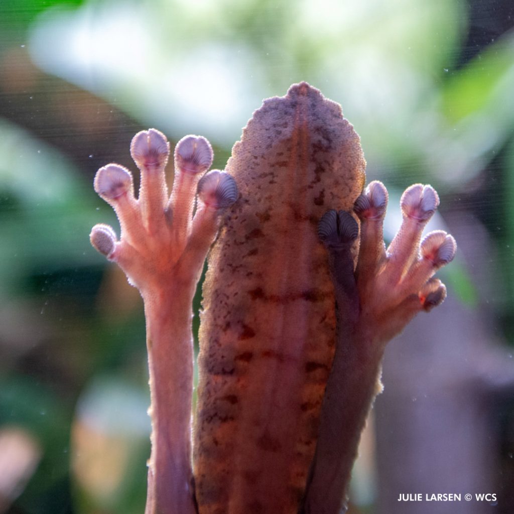 Leaf-Tailed Geckos: A World Of Reptiles Peek - Bronx Zoo Zoo Guide