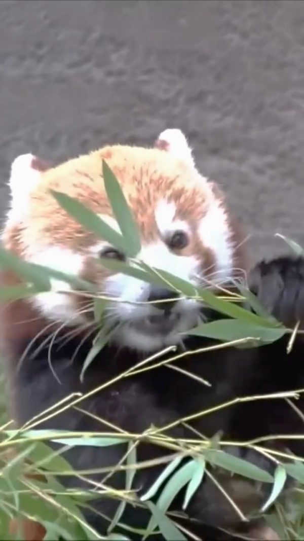 Ginger's Big Appetite: Red Pandas' Diet - Zoo Guide