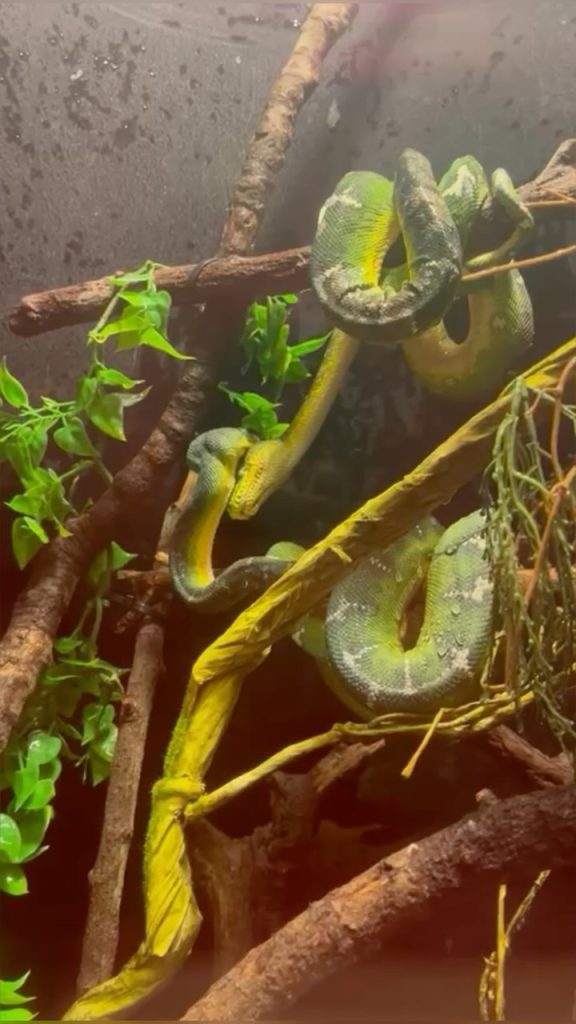 Dual Emerald Tree Boas Excel - Landrys Houston Aquarium Zoo Guide