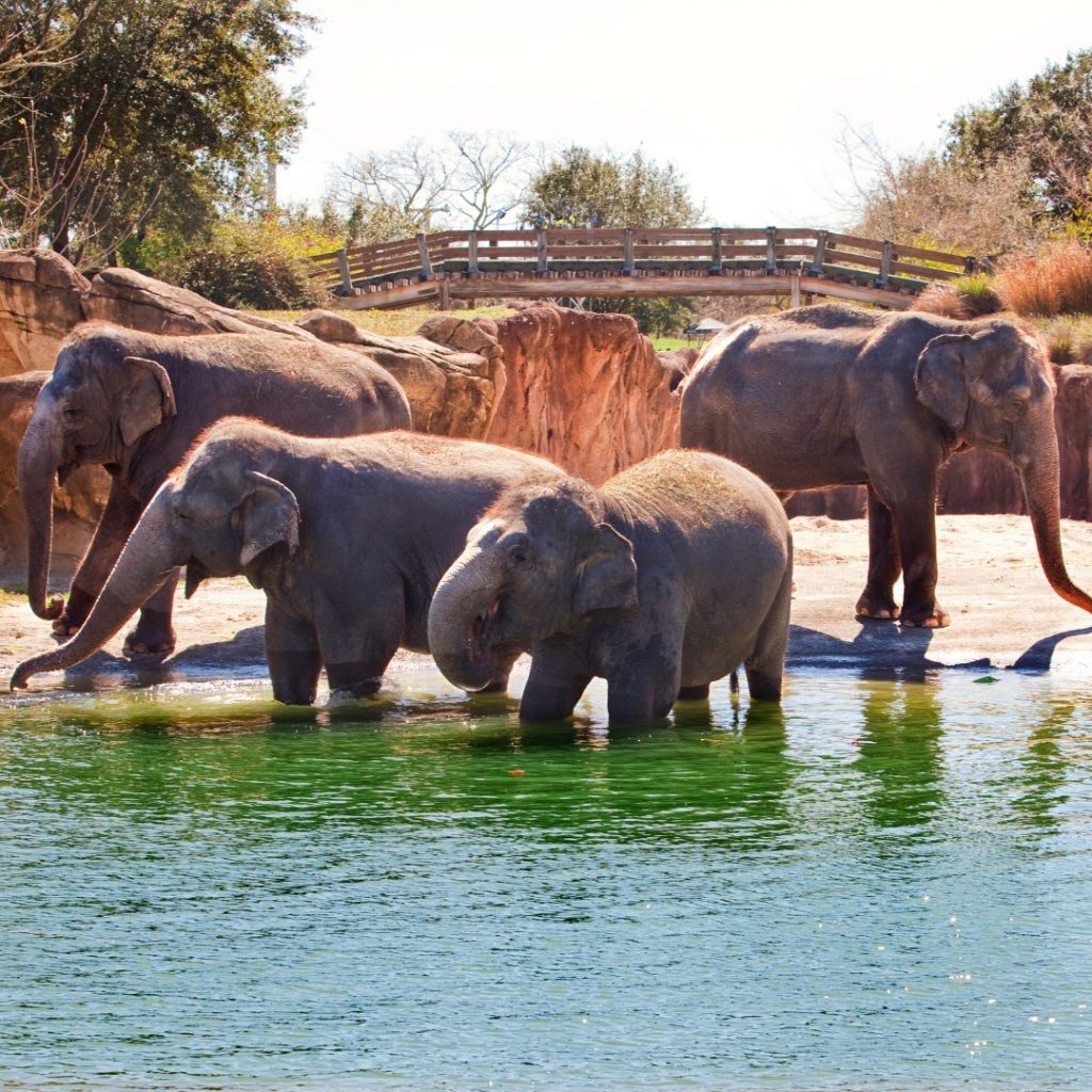 Journey Behind-The-Scenes With Dedication - Busch Gardens Tampa Bay Zoo ...