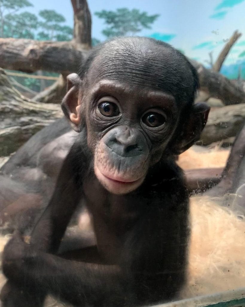 3-Year-Old Bonobo Amali's Death Devastates - Zoo Guide