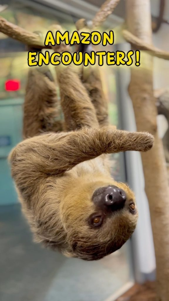 Audubon's Amazon Encounters Now Open! - Audubon Zoo Zoo Guide