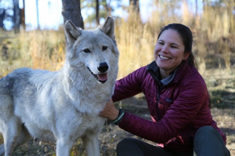 Proper Places To Pet A Wolf - Colorado Wolf & Wildlife Center Zoo Guide