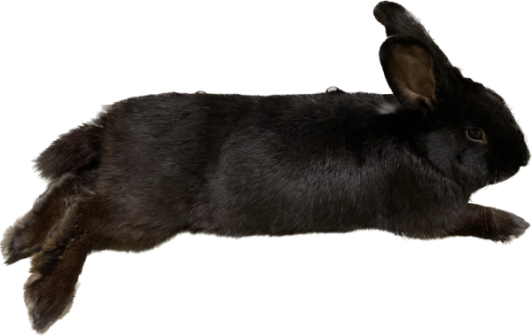 Home Care For Domestic Rabbits - Zoos - USA - New York - Seneca Park ...