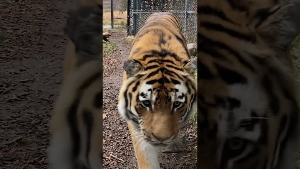 Transporting An Amur Tiger Nationally - Toronto Zoo Zoo Guide