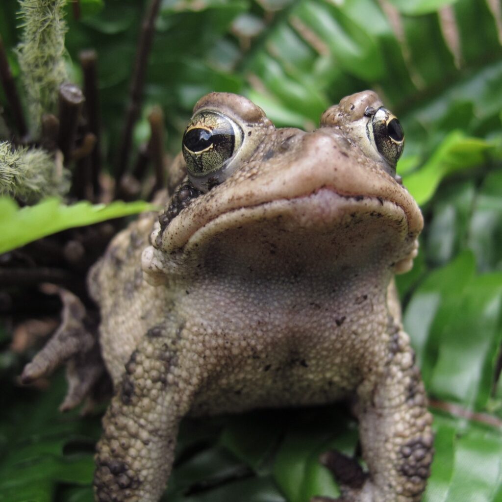 Beat Monday Blues With Cool Toad Tips - Zoo Guide