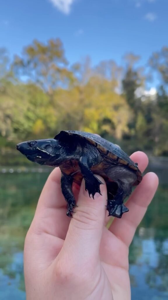 Jet Black Creatures With Vibrant Markings - Turtle Survival Center Zoo ...