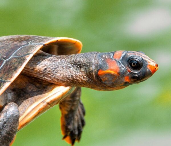 Red-Headed Amazon Turtle Portrait - Turtle Conservancy Zoo Guide