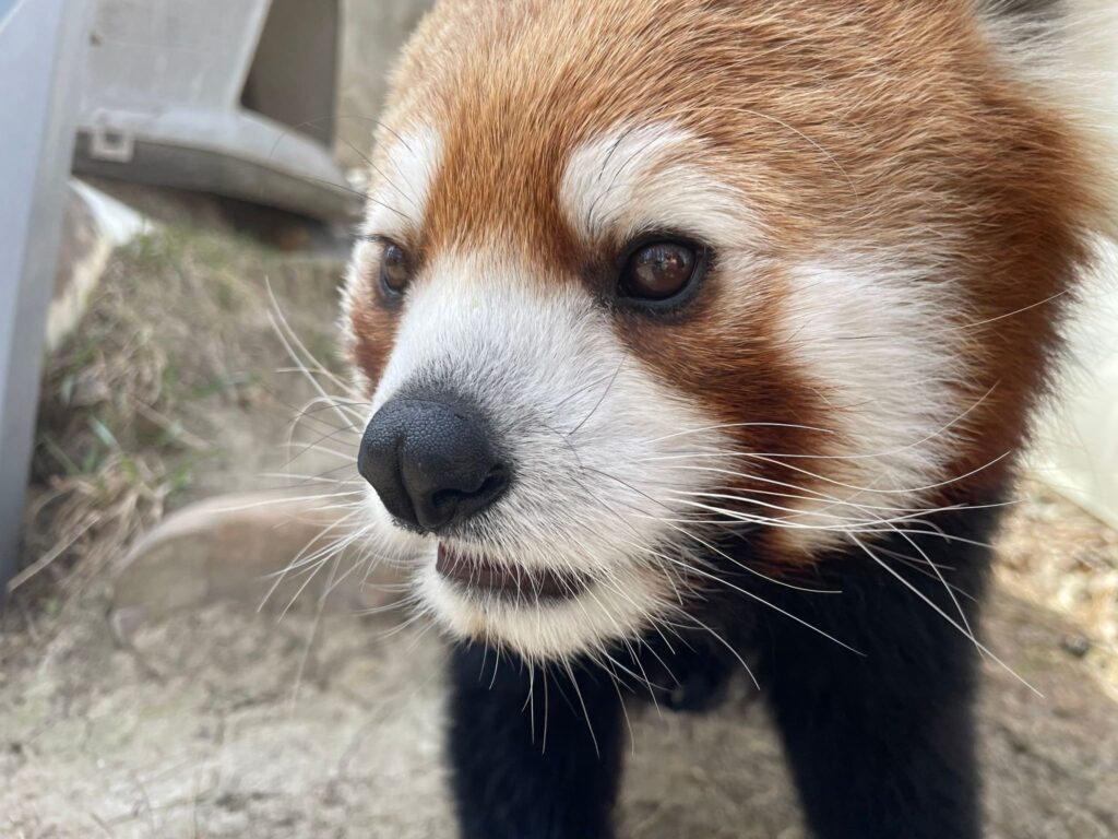 Pabu The Red Panda Up Close - Zoo Montana Zoo Guide