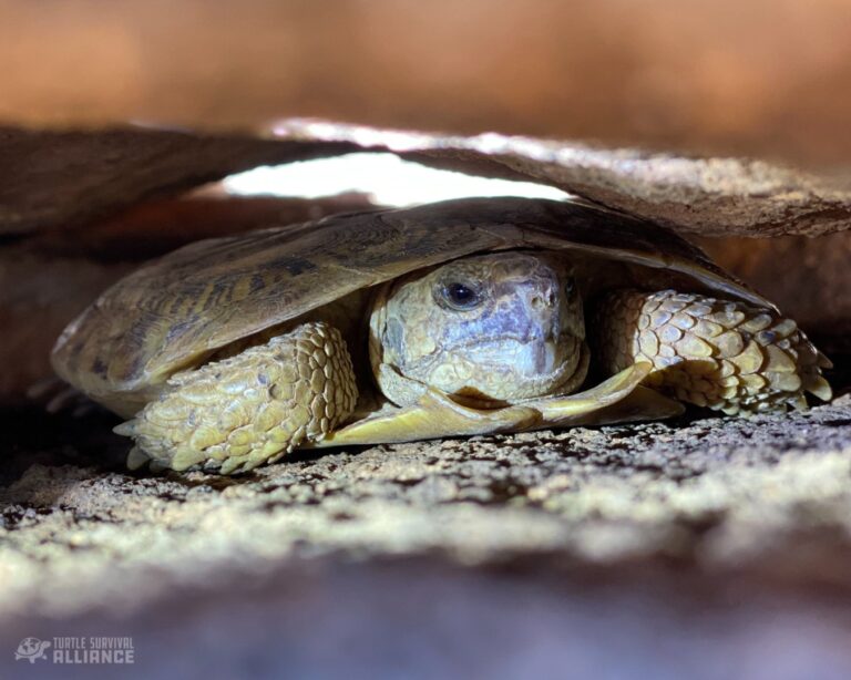 Turtles: Extraordinary Animals With Unique Traits - Zoo Guide