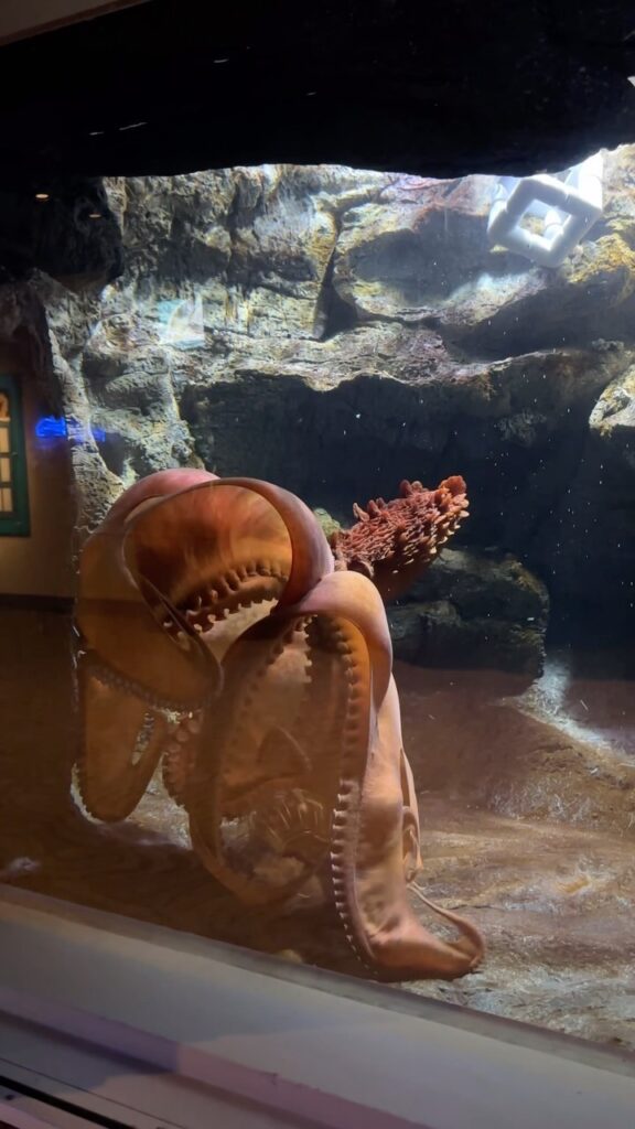 Laurie's Ink-Credible Enrichment For Octopus - Zoos - USA - Ohio ...