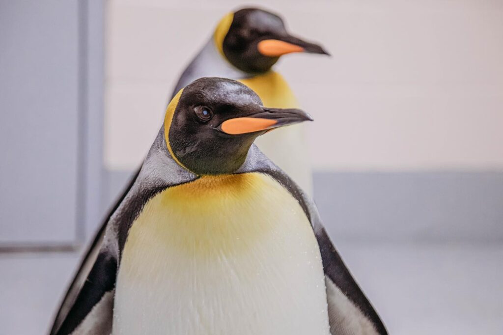 Meet Penguin Coast's New King Penguins - Riverbanks Zoo & Garden Zoo Guide