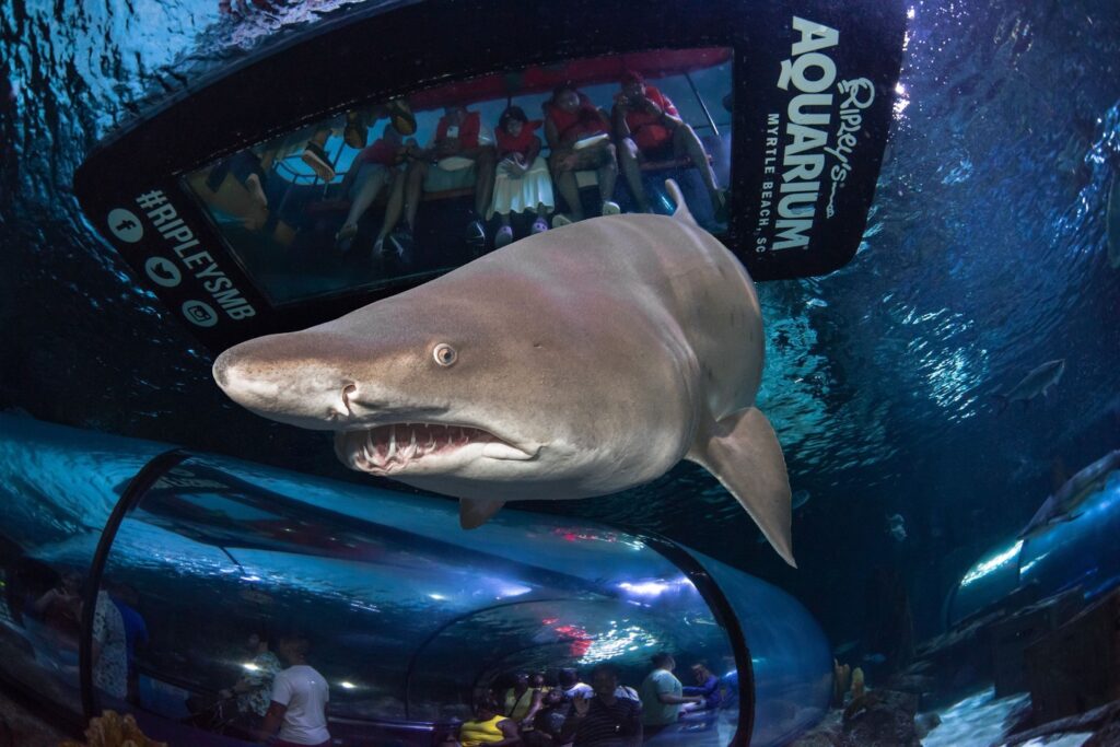 Face-to-Fin With Sand Tiger Sharks - Ripley's Aquarium Myrtle Beach Zoo ...