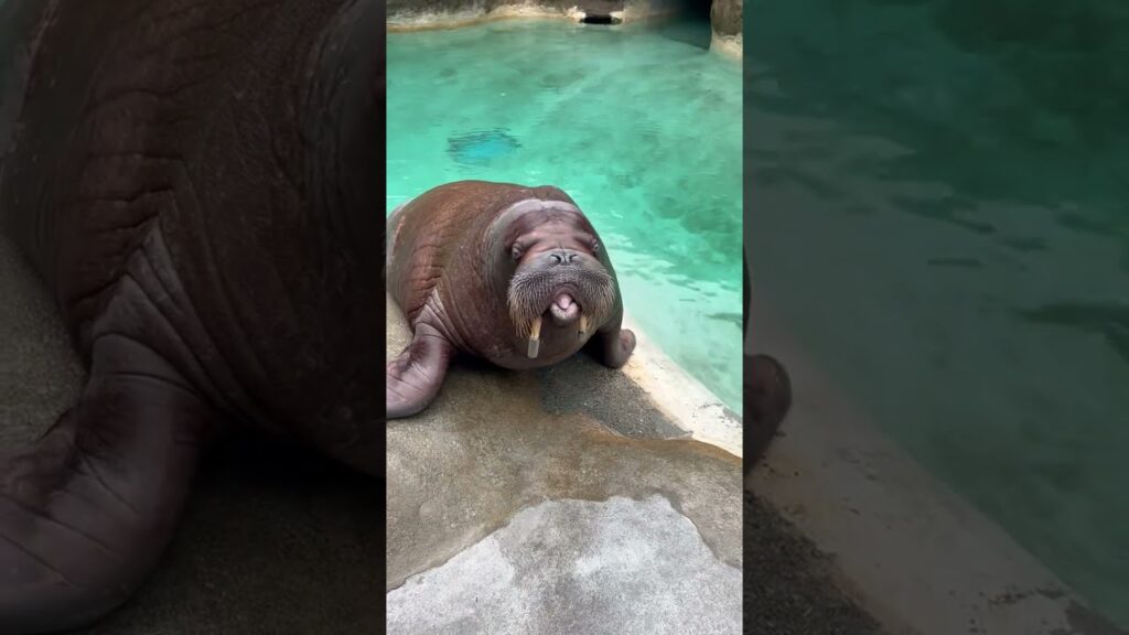 Walrus Sounds And Calls - Point Defiance Zoo & Aquarium Zoo Guide